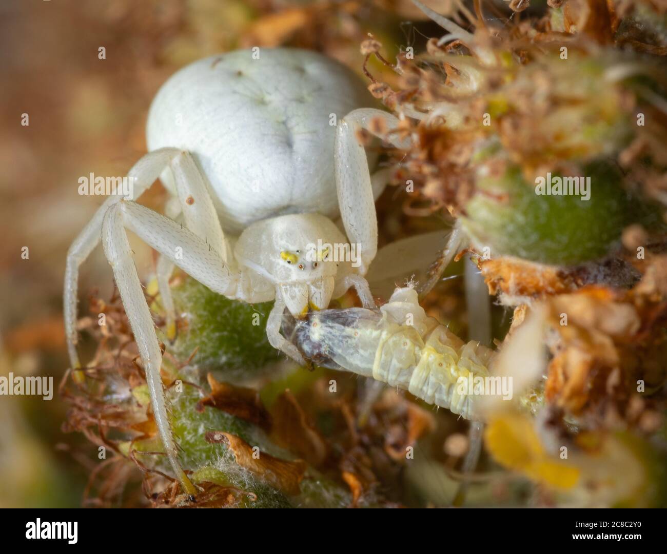 Spider worm hi-res stock photography and images - Alamy