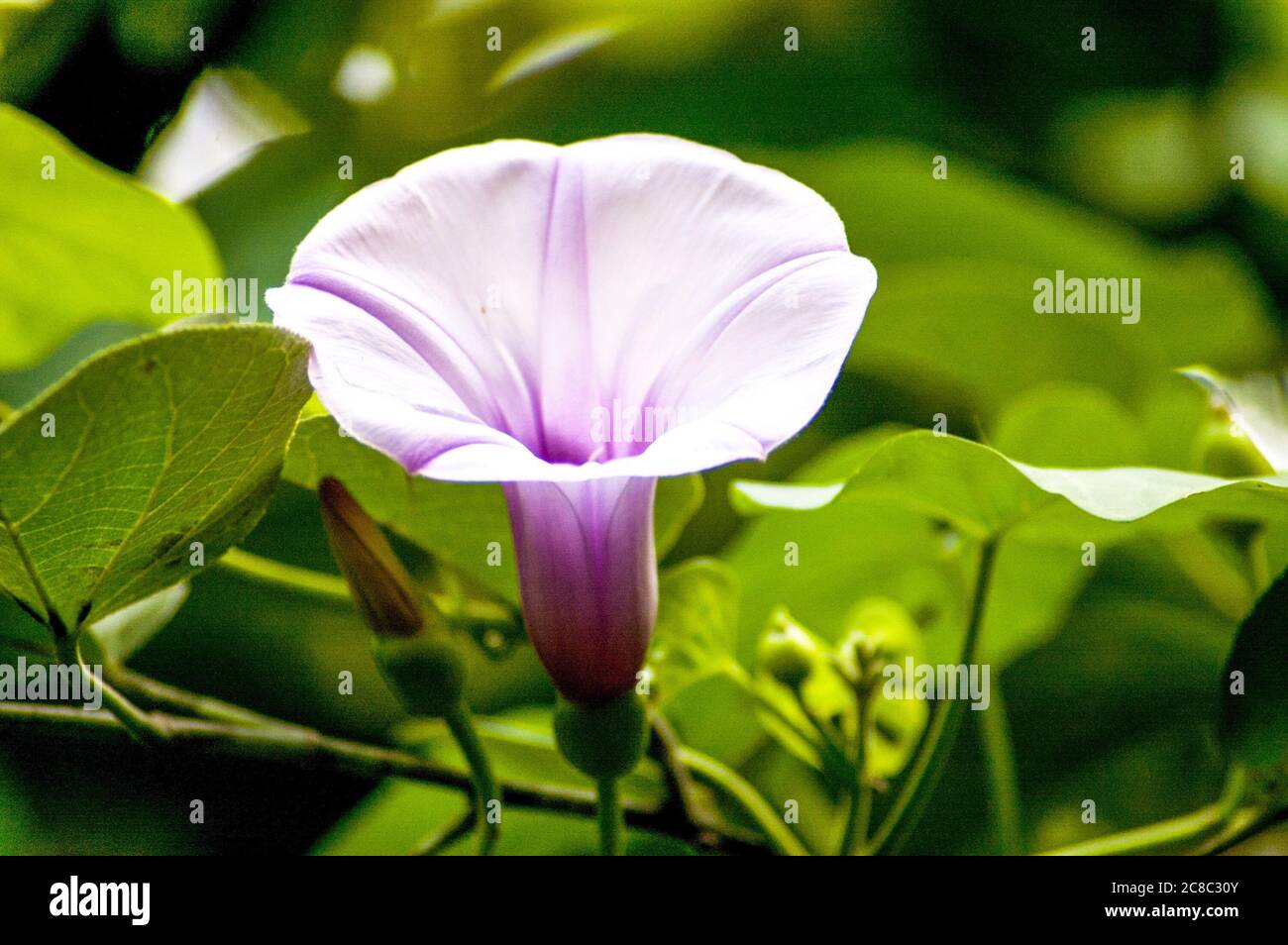 Sea moonflower hi-res stock photography and images - Alamy
