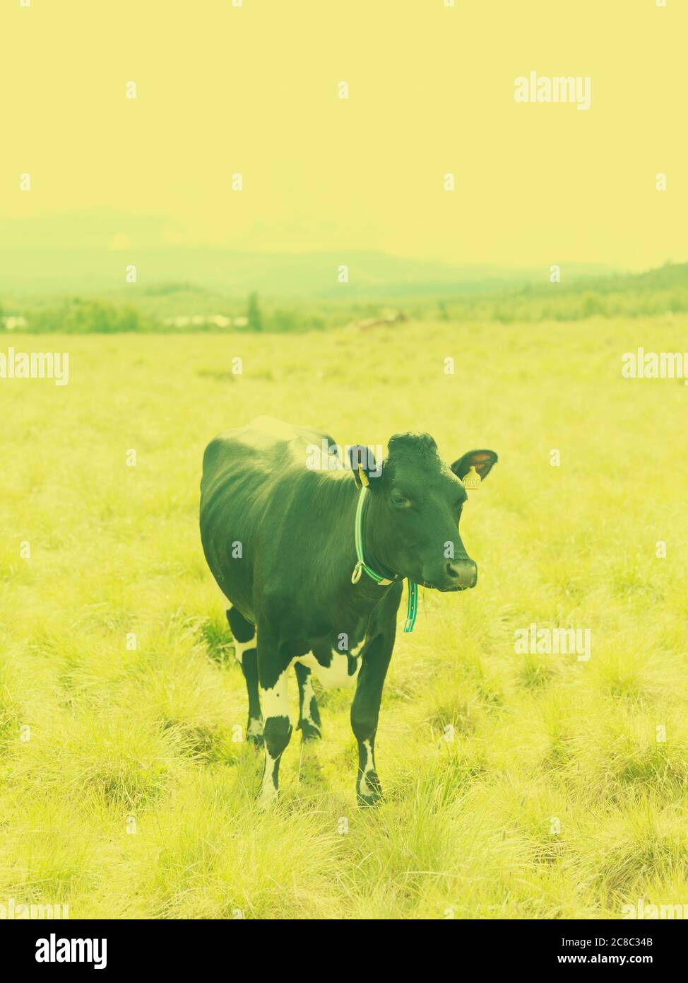 Cow in field Stock Photo - Alamy