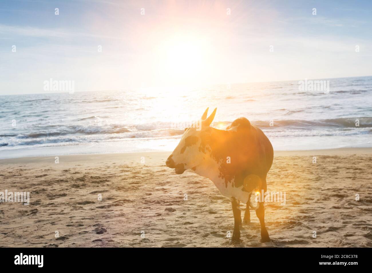 Cow on beach hi-res stock photography and images - Alamy