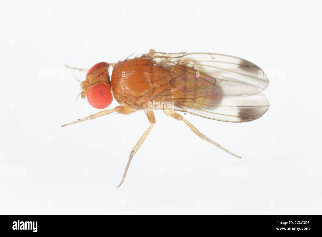Drosophila suzuki - commonly called the spotted wing drosophila or SWD ...