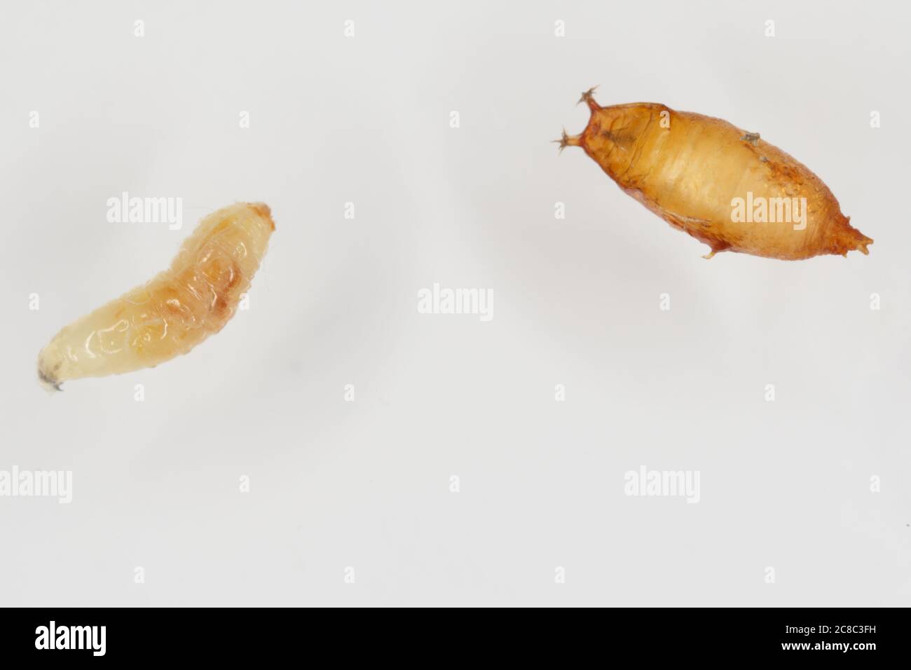 Fruit Fly Larva High Resolution Stock Photography and Images - Alamy