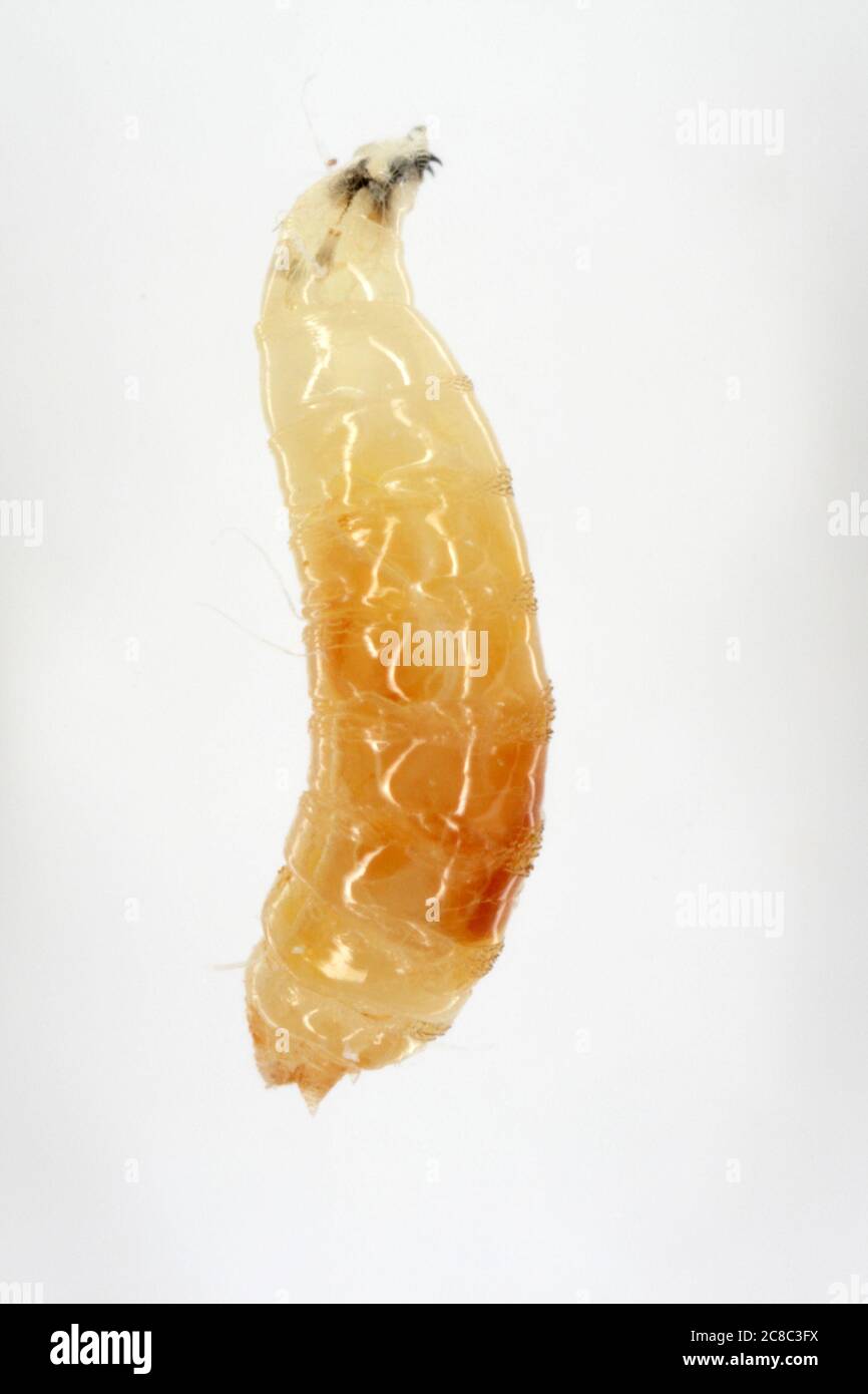 Fruit fly larva hi-res stock photography and images - Alamy