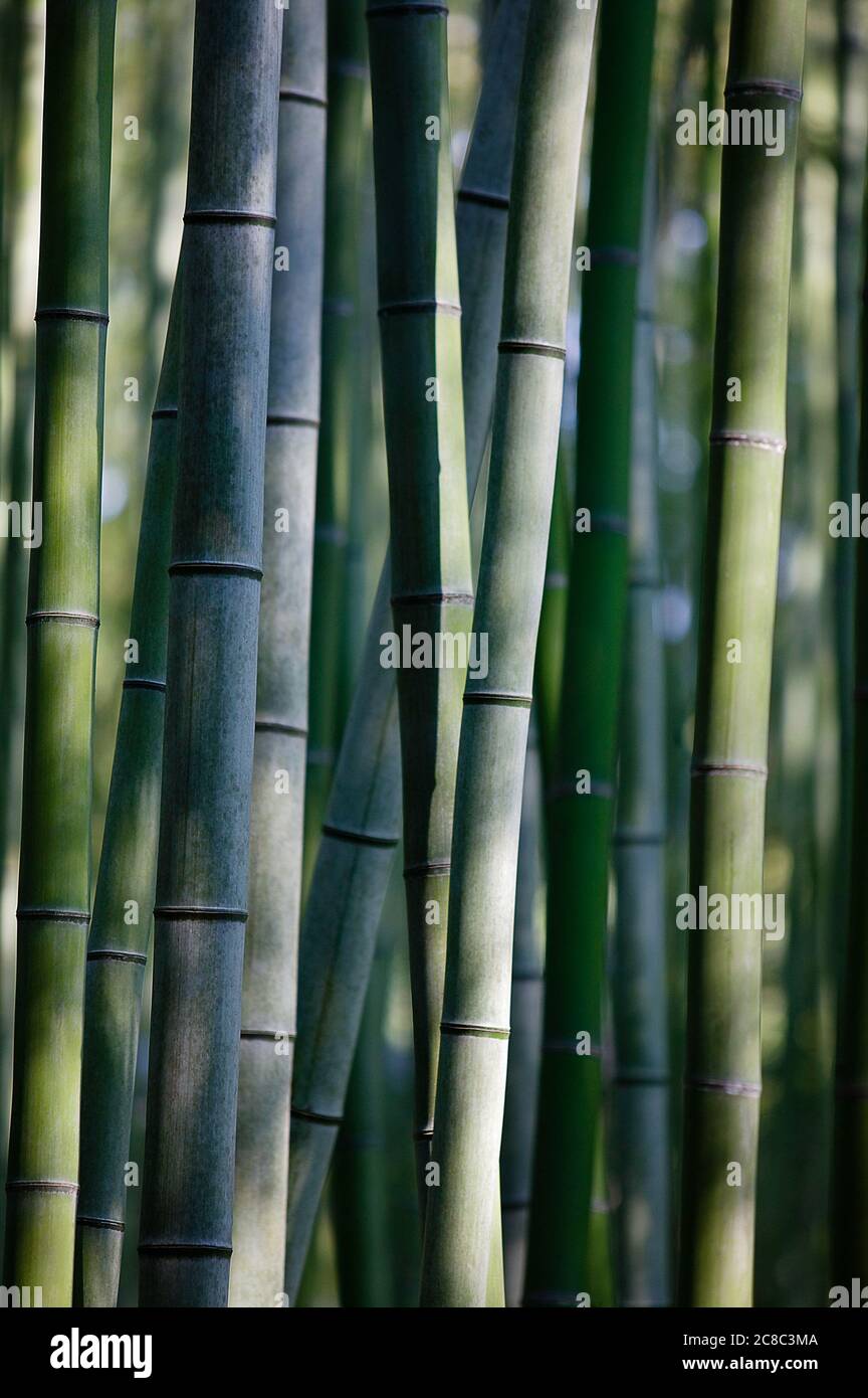 Asia asian vine vines hi-res stock photography and images - Alamy