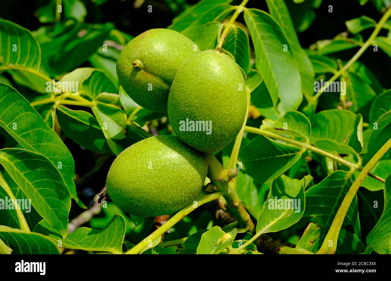 English walnut tree hi-res stock photography and images - Alamy