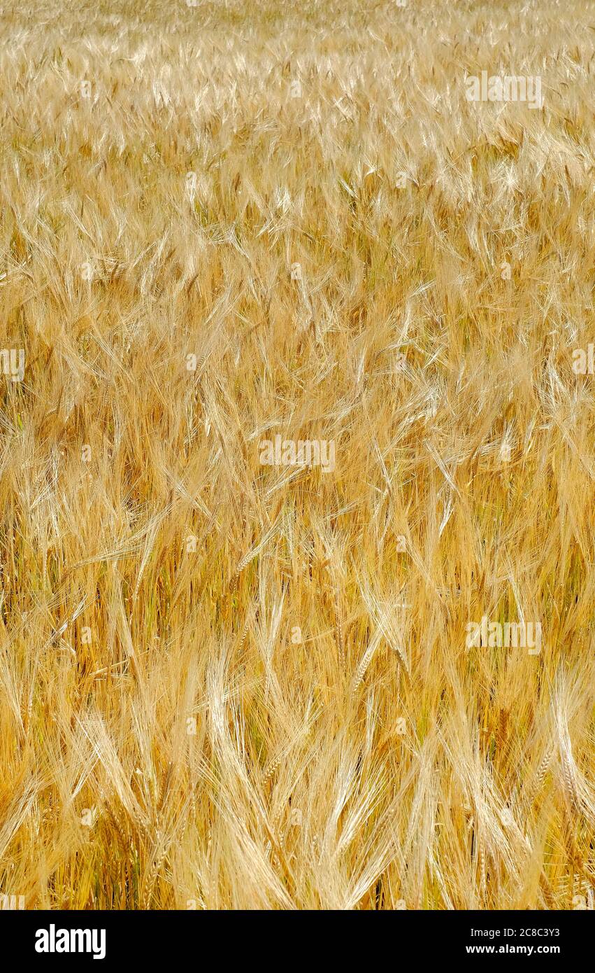 Wheat husks hi-res stock photography and images - Alamy