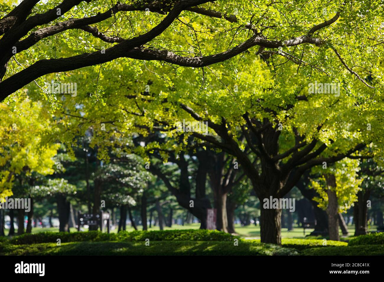 Beautiful tree lined park Stock Photo - Alamy