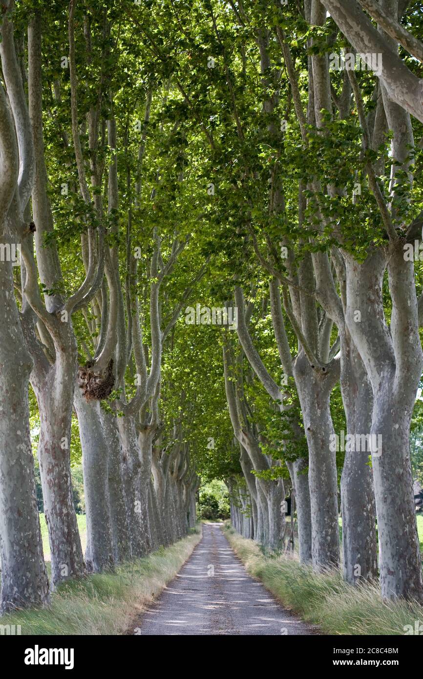 Tree lined path Stock Photo - Alamy