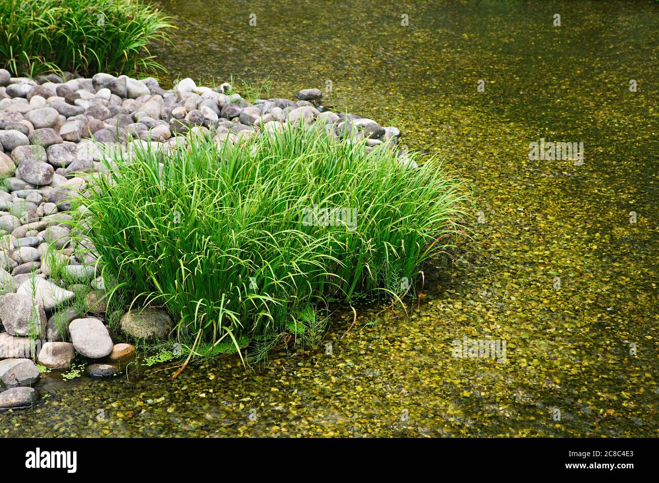 Japanese garden pond reed Stock Photo - Alamy