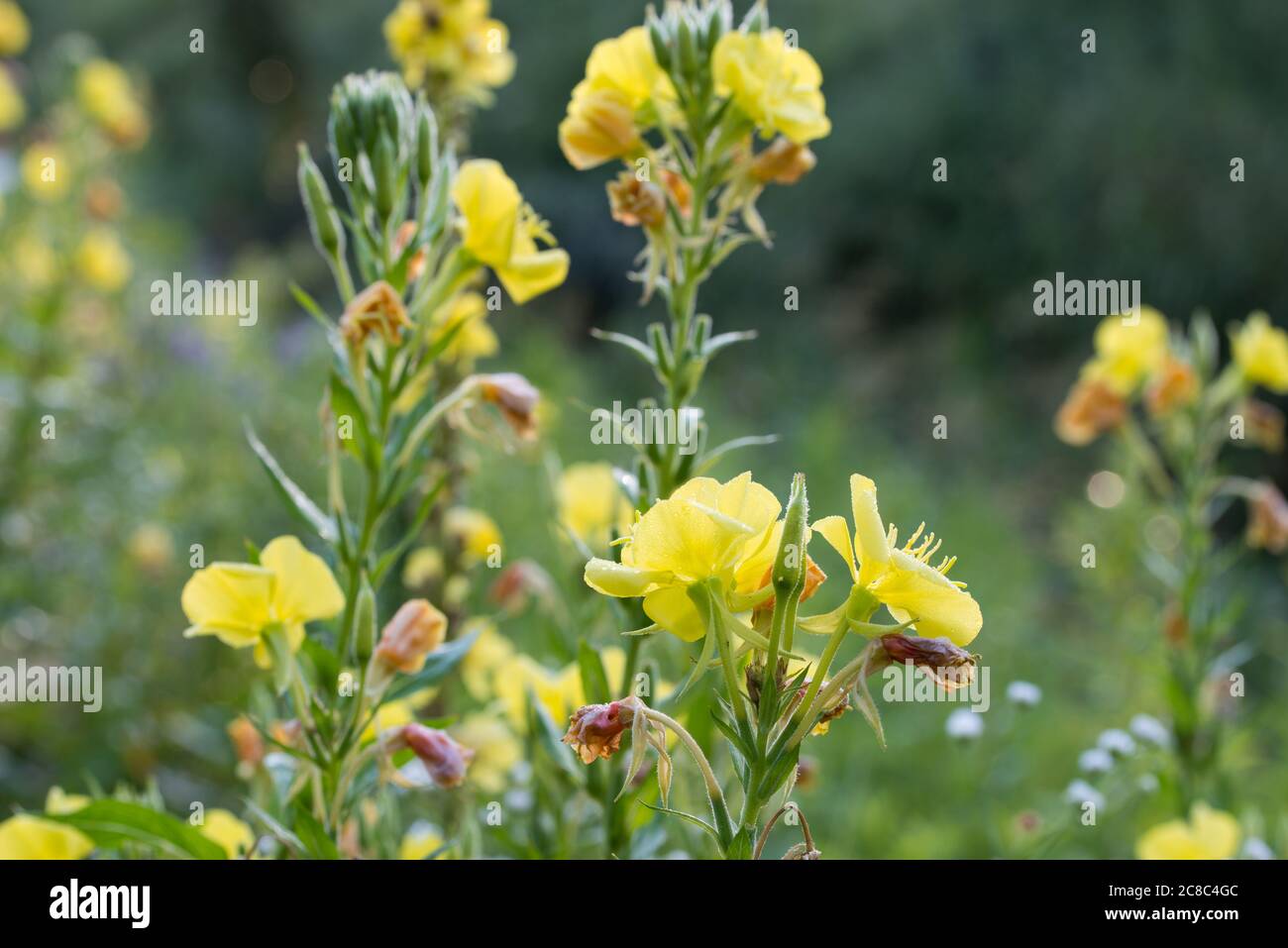 Sundrop flower hi-res stock photography and images - Alamy