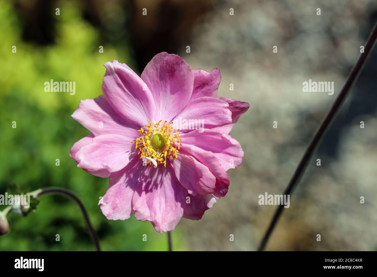 Pink Japanese Windflowers, Anemone hupehensis Stock Photo - Alamy