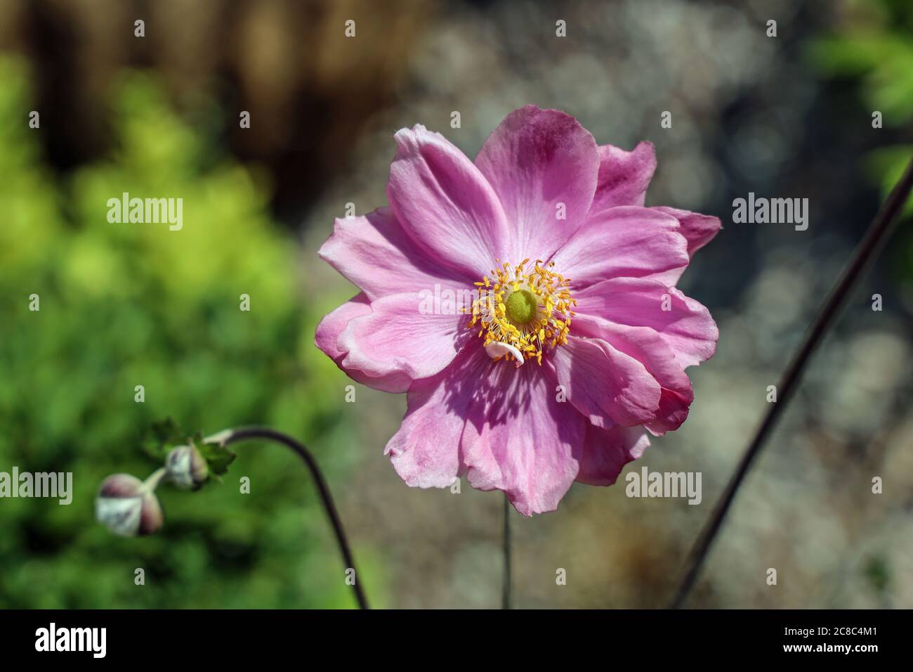 Pink Japanese Windflowers, Anemone hupehensis Stock Photo - Alamy
