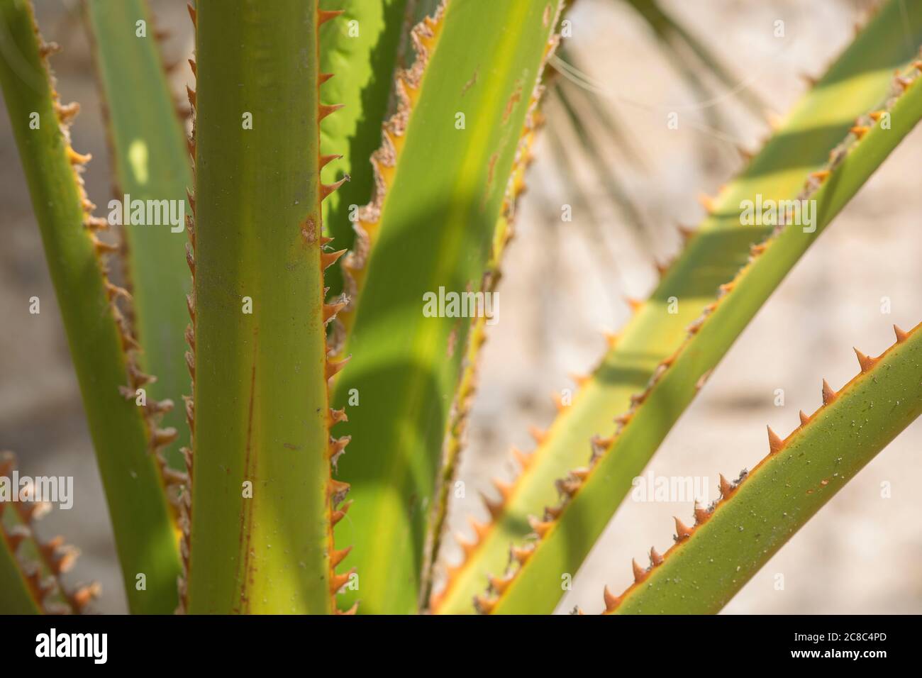 Palm tree stems hi-res stock photography and images - Alamy