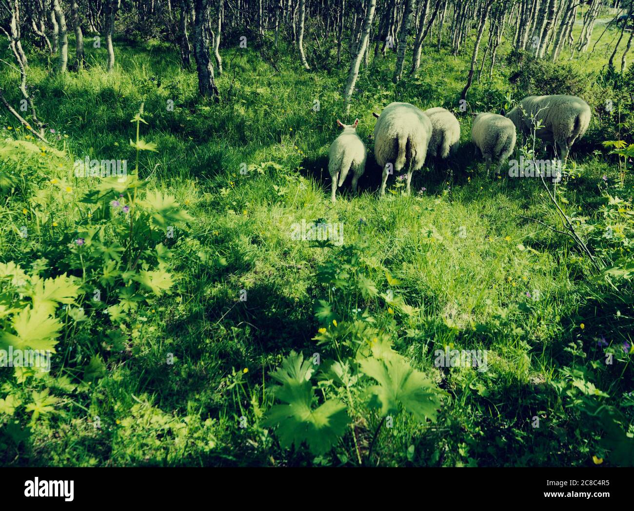 Animals in forest Stock Photo - Alamy