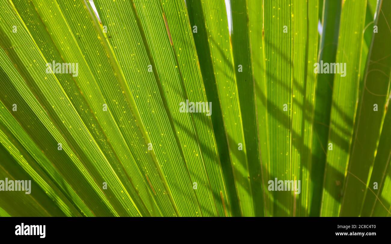 Palm branch leaves close hi-res stock photography and images - Alamy