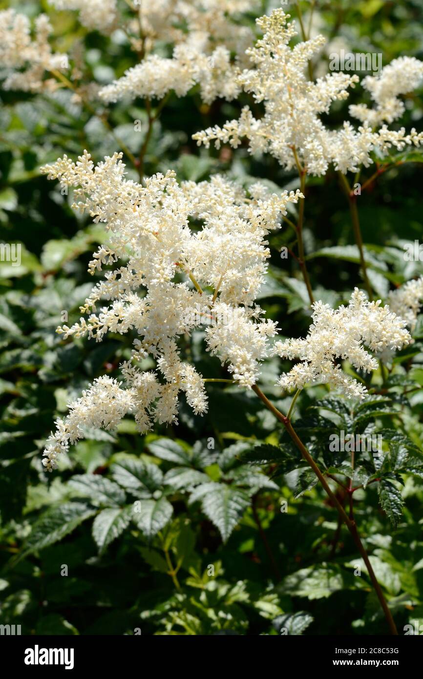 Astilbe Bumalda Garden Astilbe Falce goats beard False spirea bumalda ...