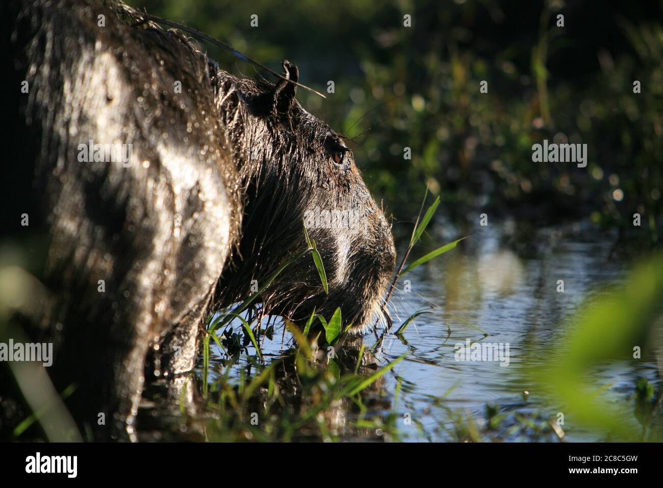 Tropical rodent hi-res stock photography and images - Alamy