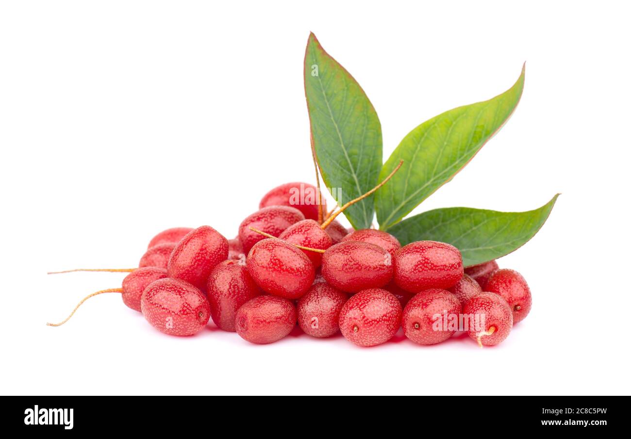 Elaeagnus multiflora isolated on white background. Cherry elaeagnus ...