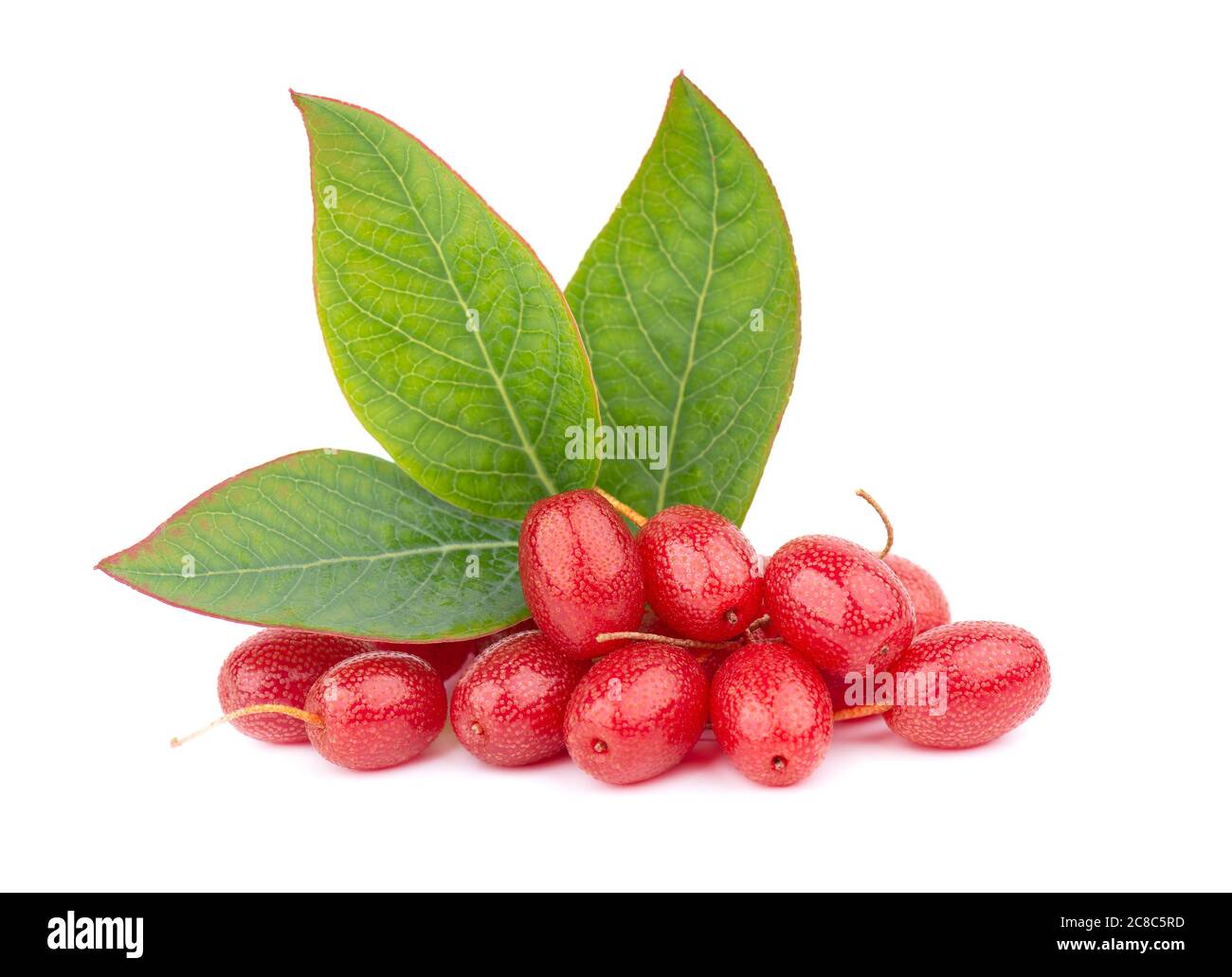 Elaeagnus multiflora isolated on white background. Cherry elaeagnus ...