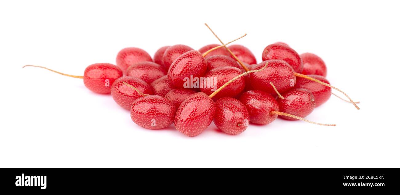 Elaeagnus multiflora isolated on white background. Cherry elaeagnus ...