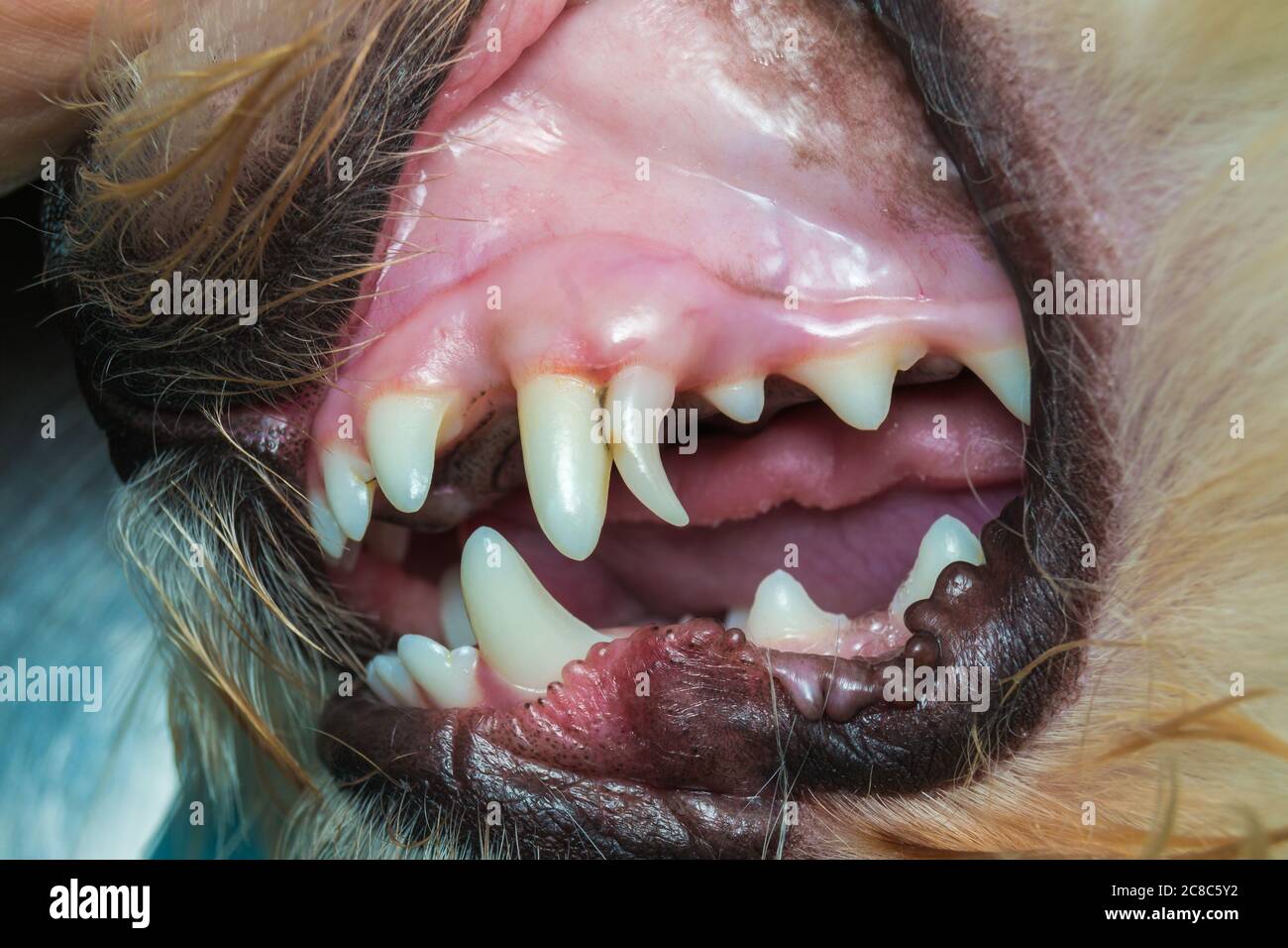 close-up photo of a dog with Persistent Deciduous Tooth Stock Photo - Alamy