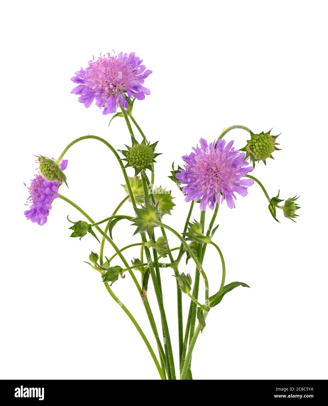 Field Scabious Flower isolated on white background. Knautia arvensis ...