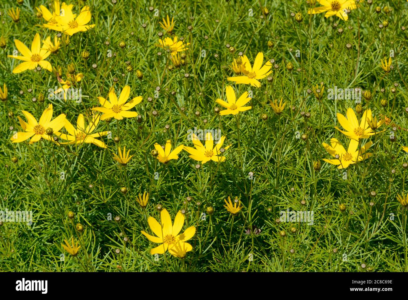 Coreopsis Verticillata Golden Grain Tickseed Stock Photo - Alamy