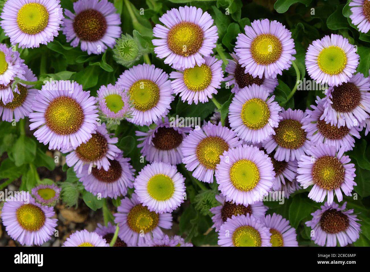 Purple fleabane hi-res stock photography and images - Alamy