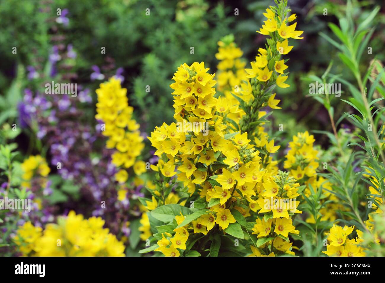 Large yellow loosestrife in flower Stock Photo - Alamy