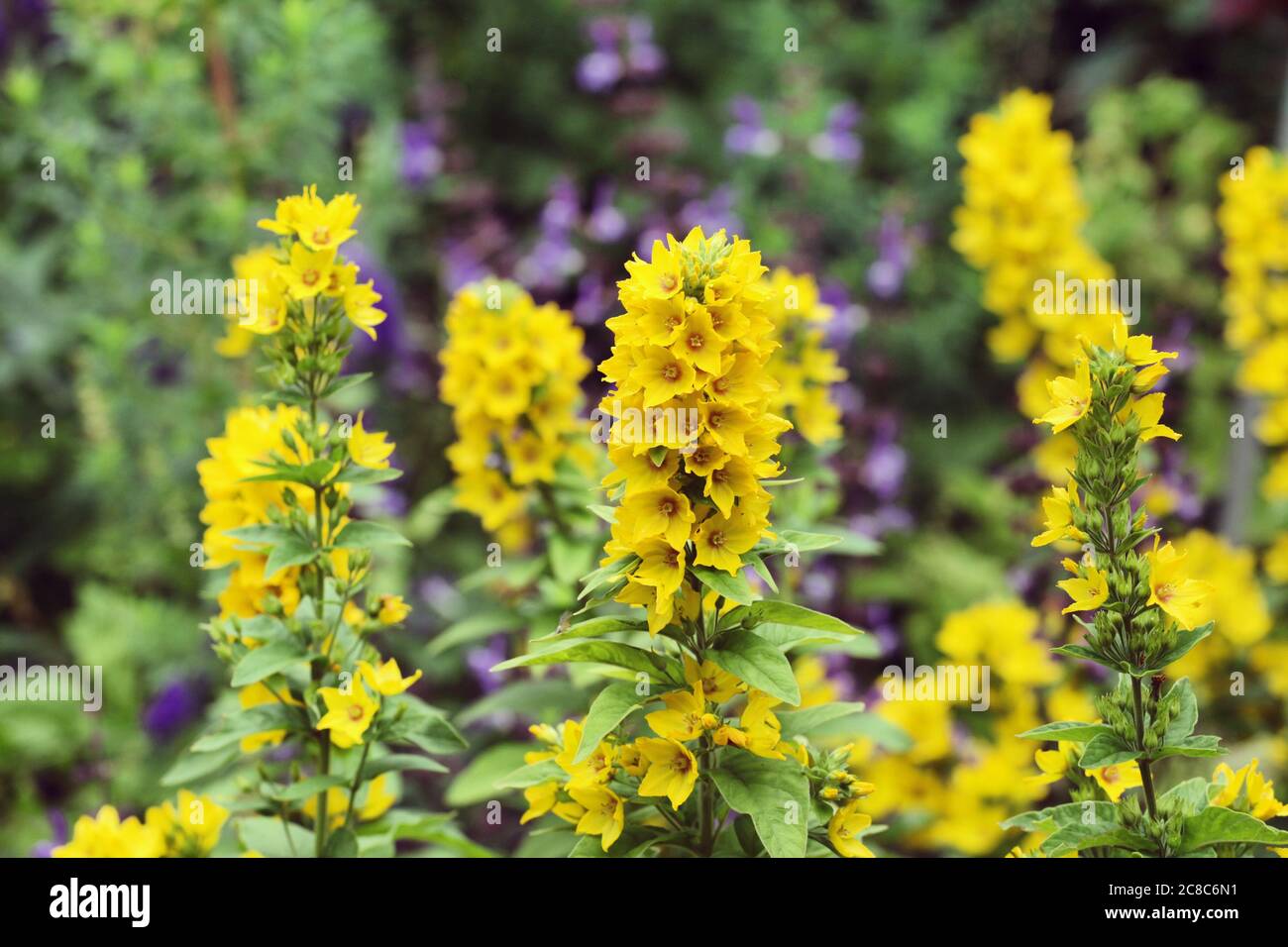 Large pale yellow flower hi-res stock photography and images - Alamy