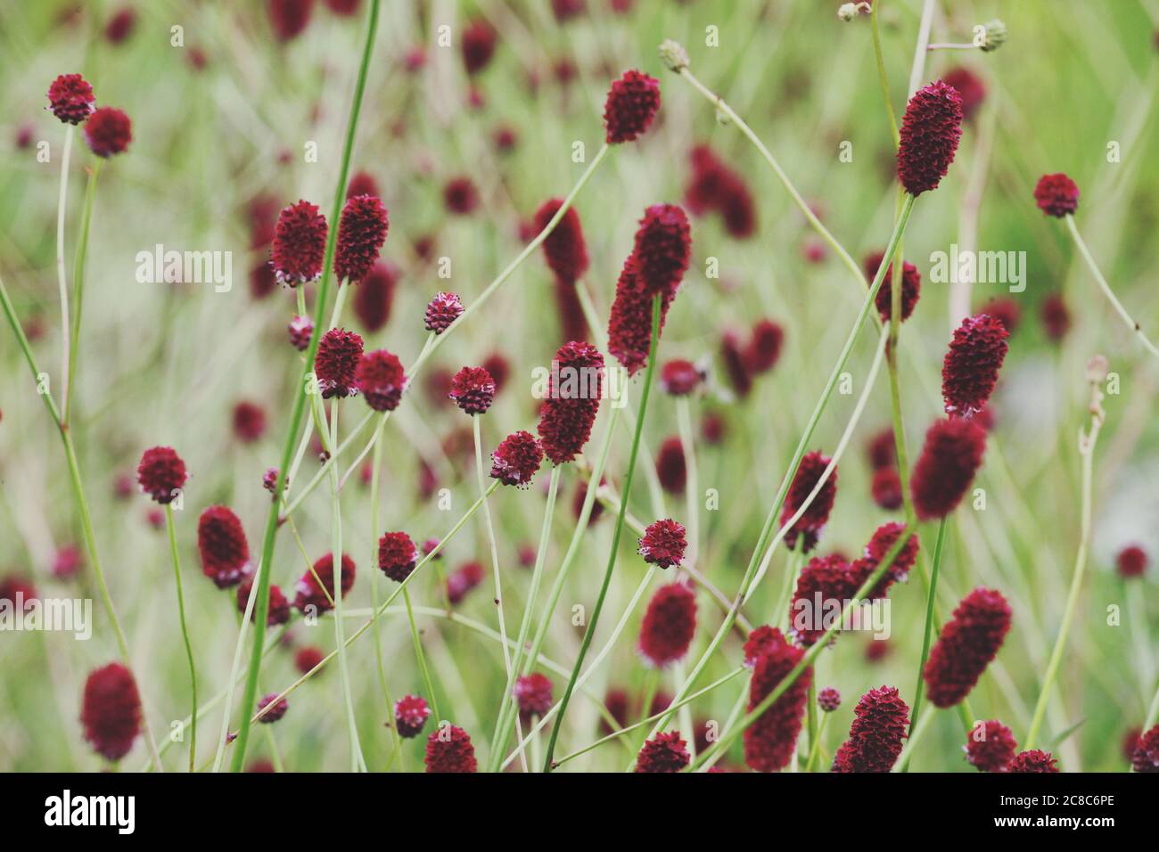 Crimson Great Burnet, Sanguisorba officinalis, in flower Stock Photo ...