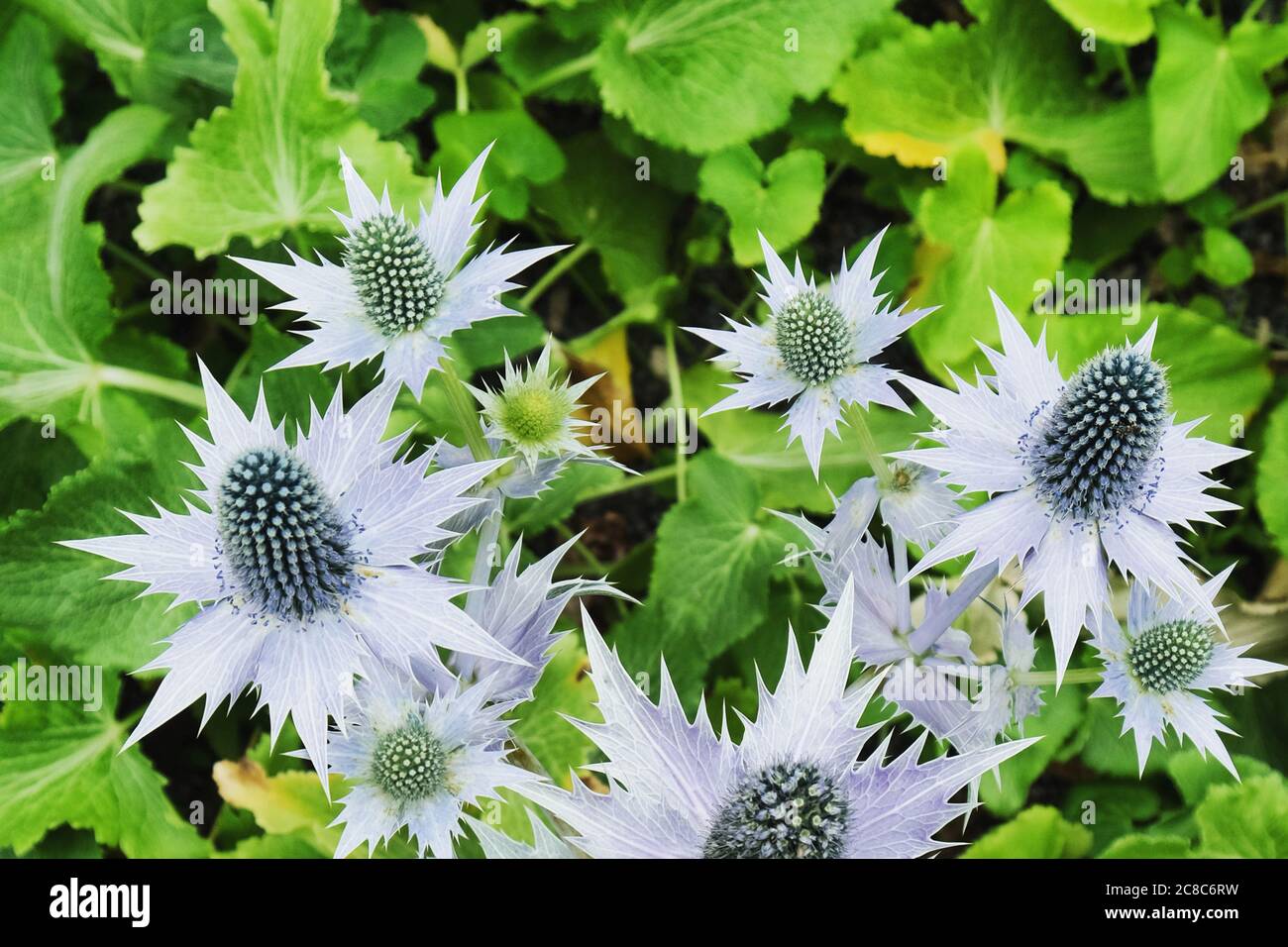 Eryngos, Alpine Sea Holly in bloom Stock Photo - Alamy