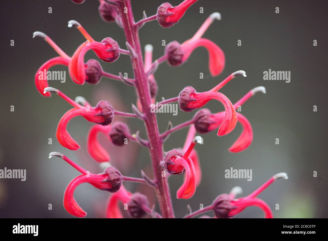 Lobelia cardinalis, red cardinal flower in bloom Stock Photo - Alamy