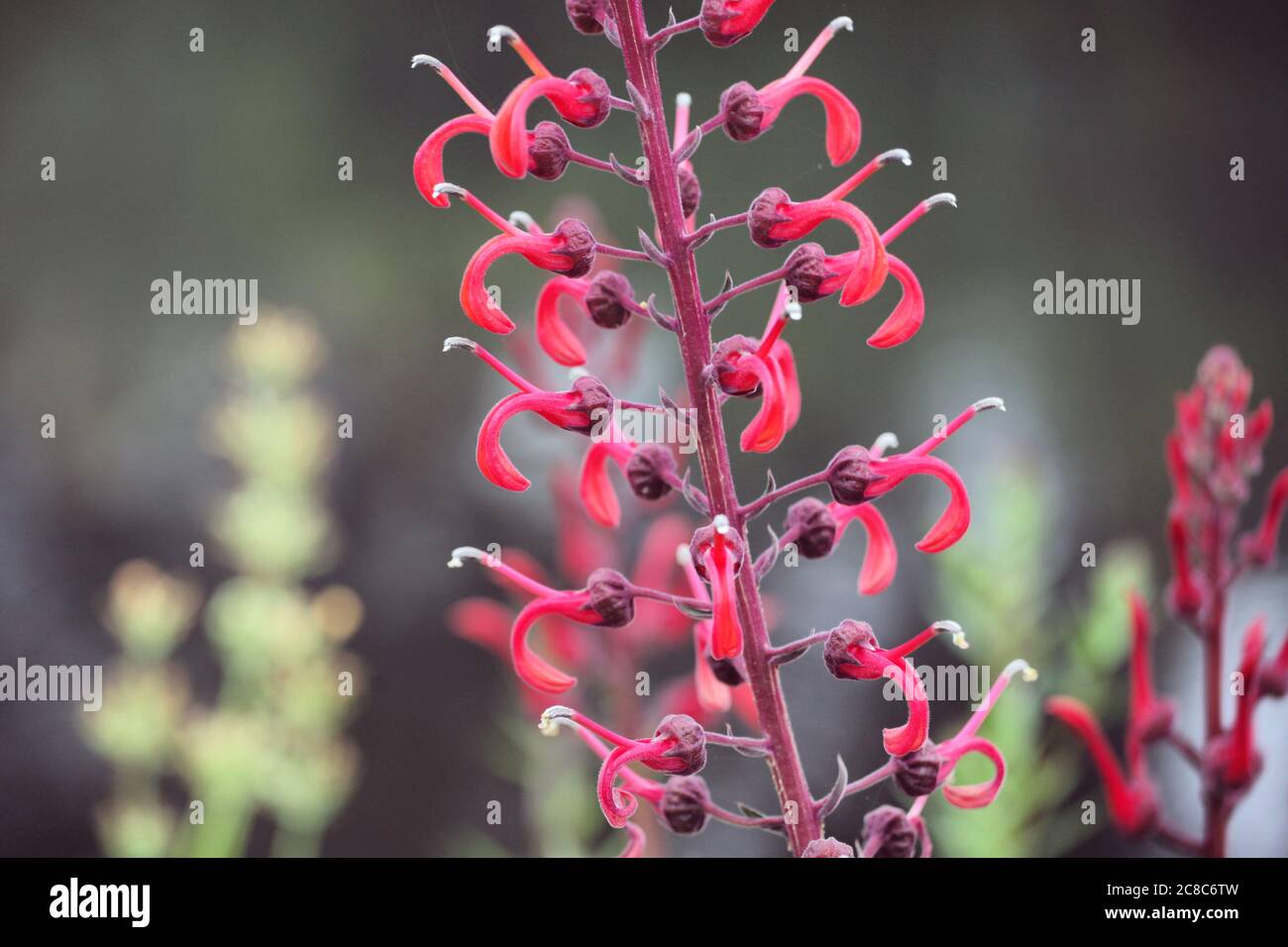 Lobelia cardinalis, red cardinal flower in bloom Stock Photo - Alamy