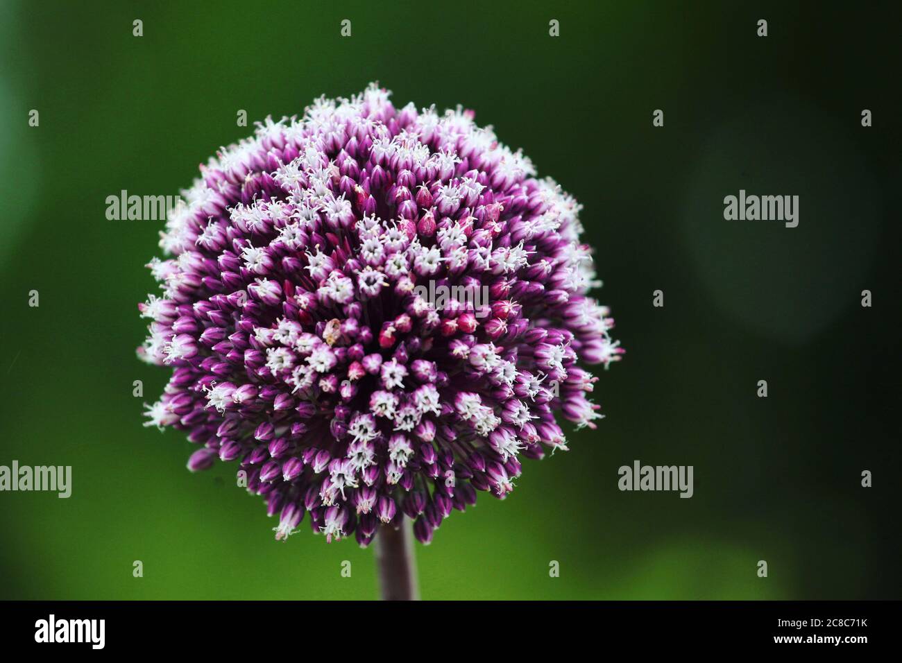 Allium 'summer drummer' in bloom in the summer months Stock Photo - Alamy