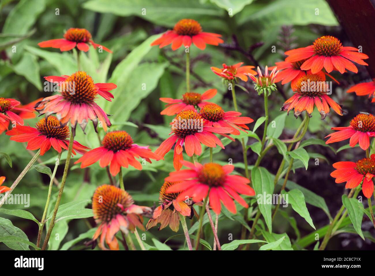 Echinacea purpurea orange coneflower in bloom Stock Photo - Alamy