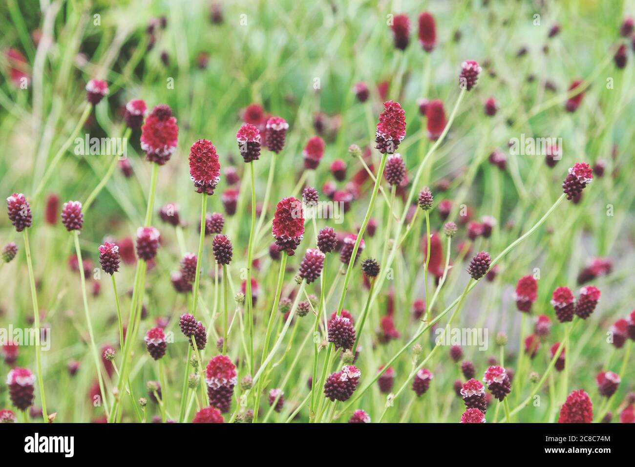 Crimson Great Burnet, Sanguisorba officinalis, in flower Stock Photo ...