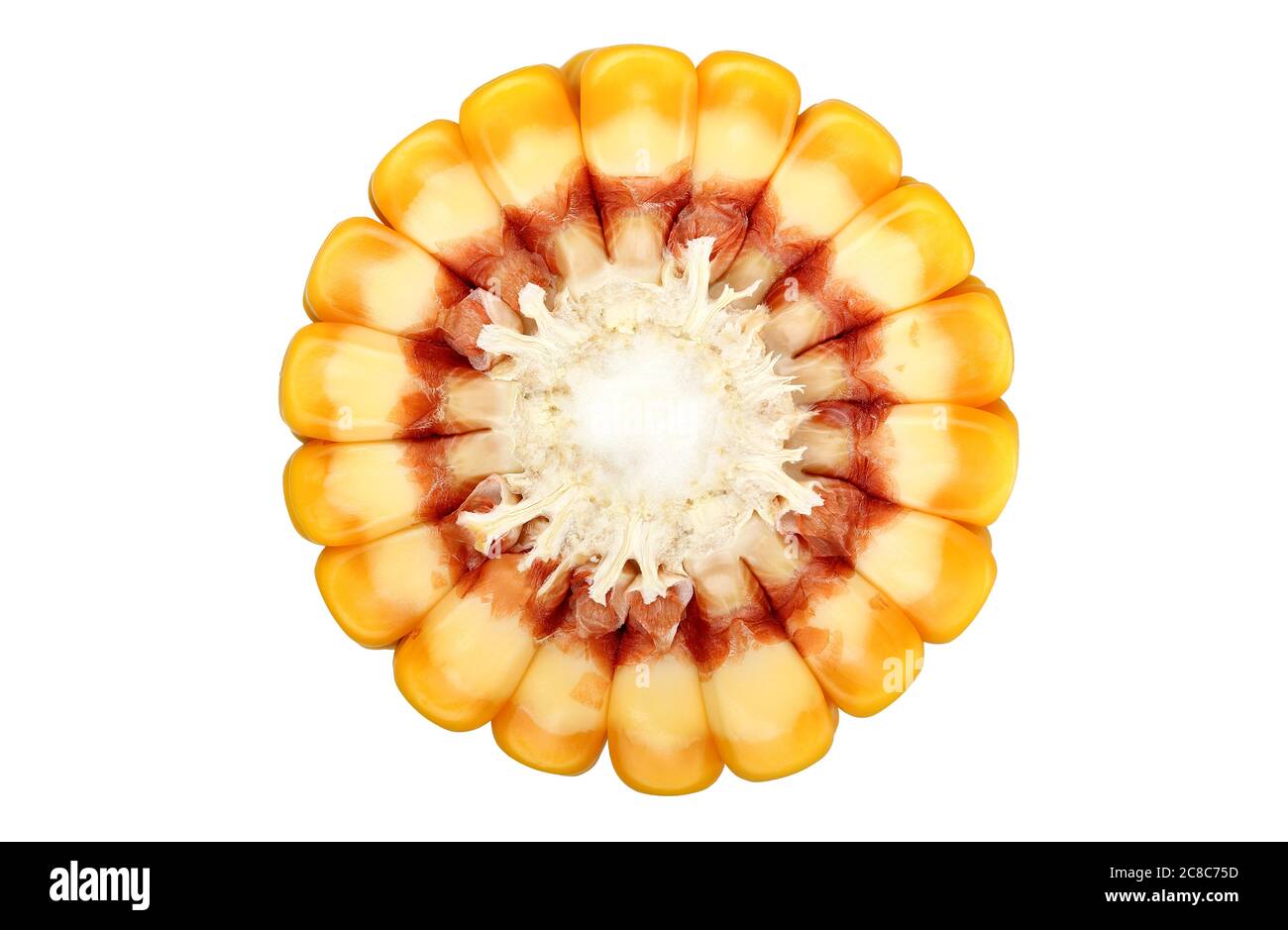 half a corn isolated on white Stock Photo - Alamy