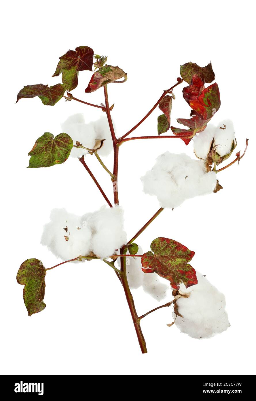 cotton plant isolated on white Stock Photo - Alamy