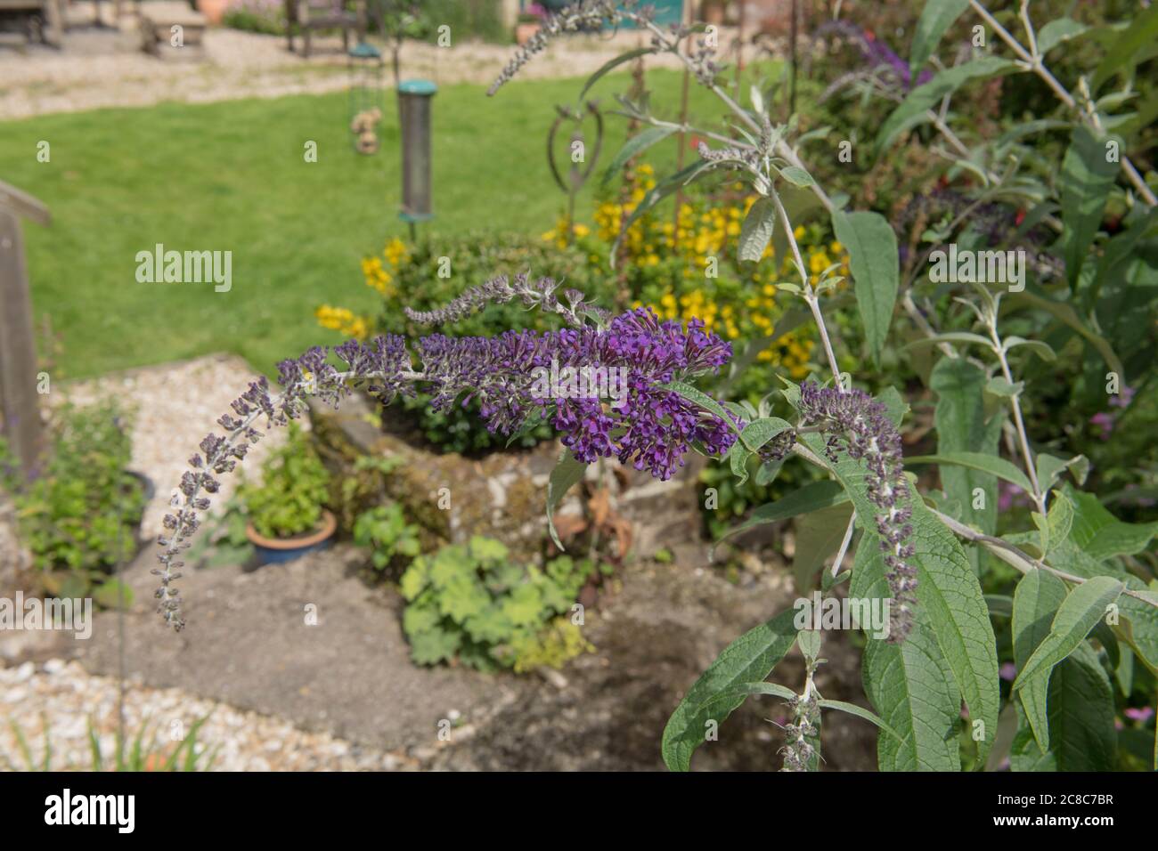 Devon flower hi-res stock photography and images - Alamy