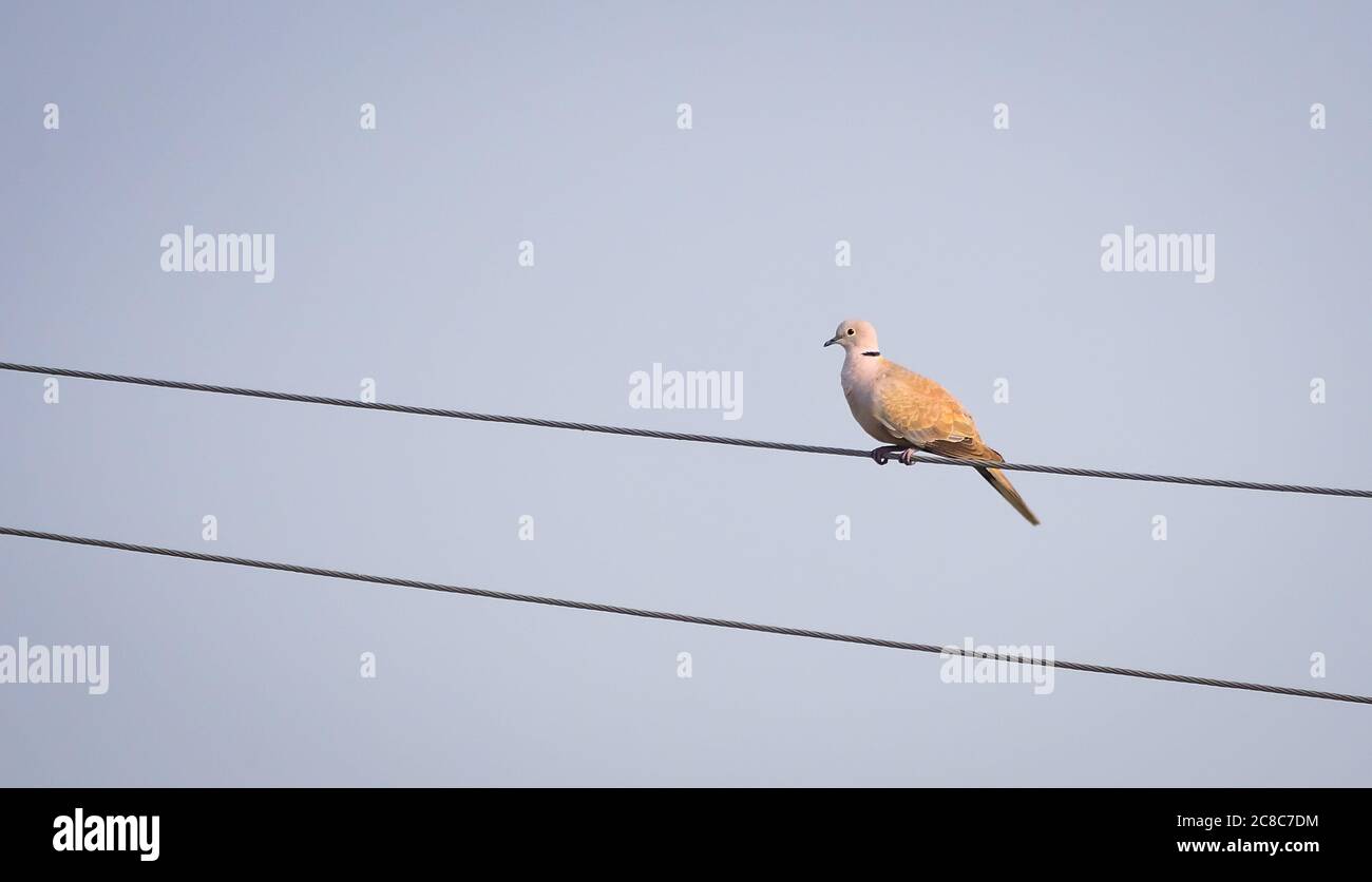 Dove species hi-res stock photography and images - Alamy