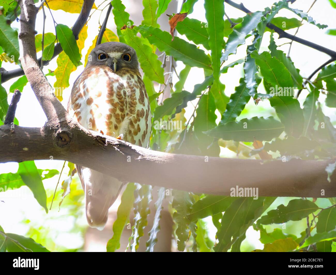 The brown hawk-owl, also known as the brown boobook, is an owl which is ...