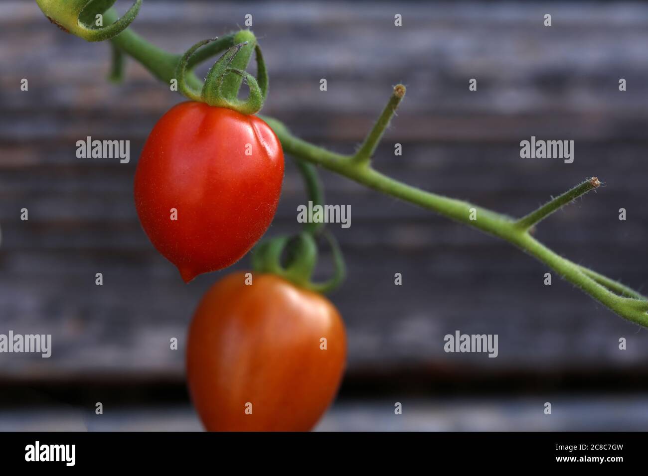 Tomatoes on a tomato shrub in the garden Stock Photo - Alamy