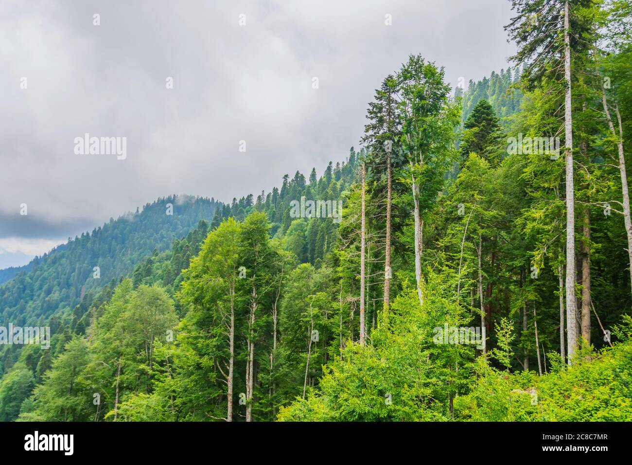 Coniferous forest on steep mountain hi-res stock photography and images ...