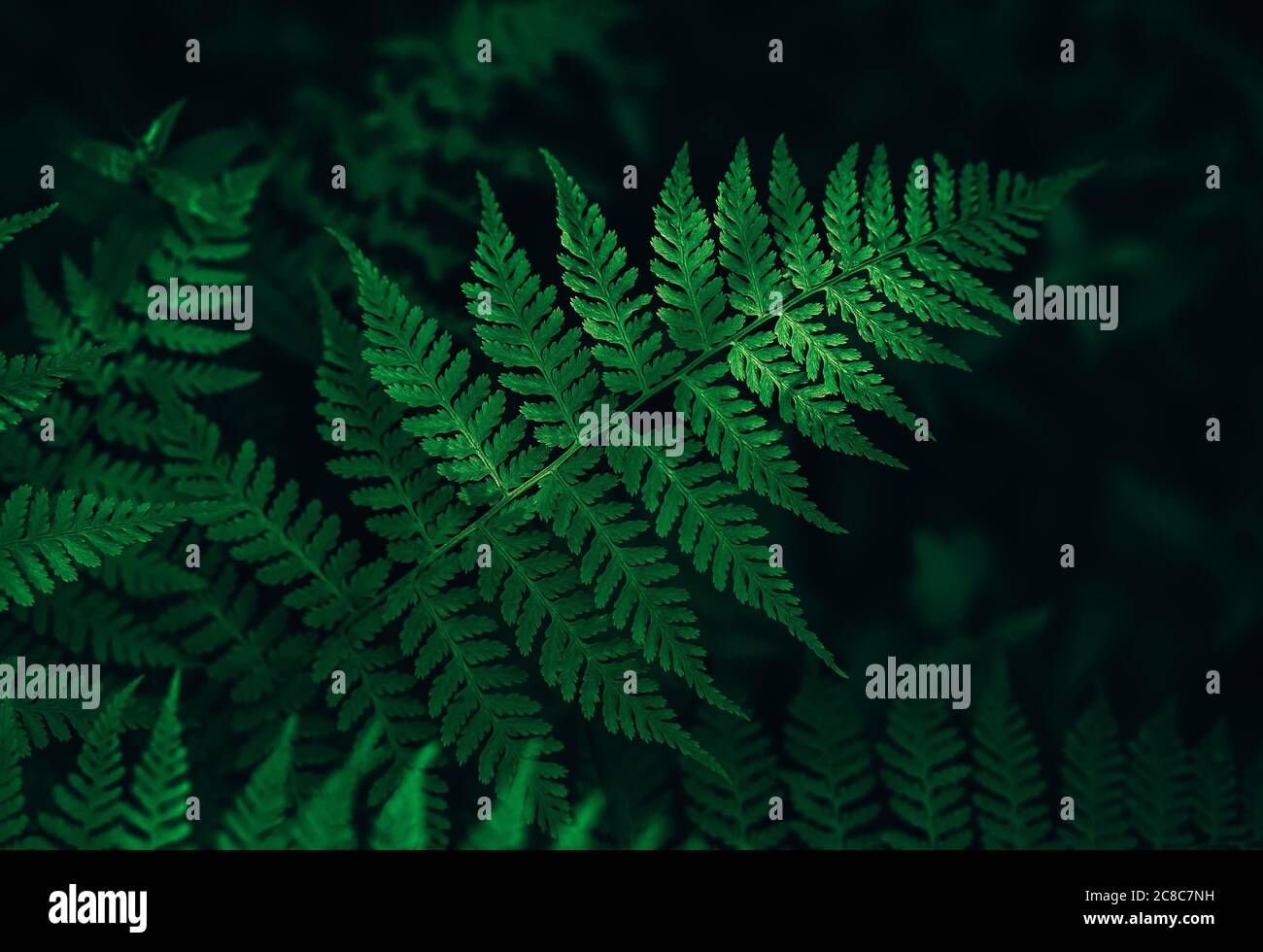 Perfect natural fern forest pattern. Eco background made with young ...