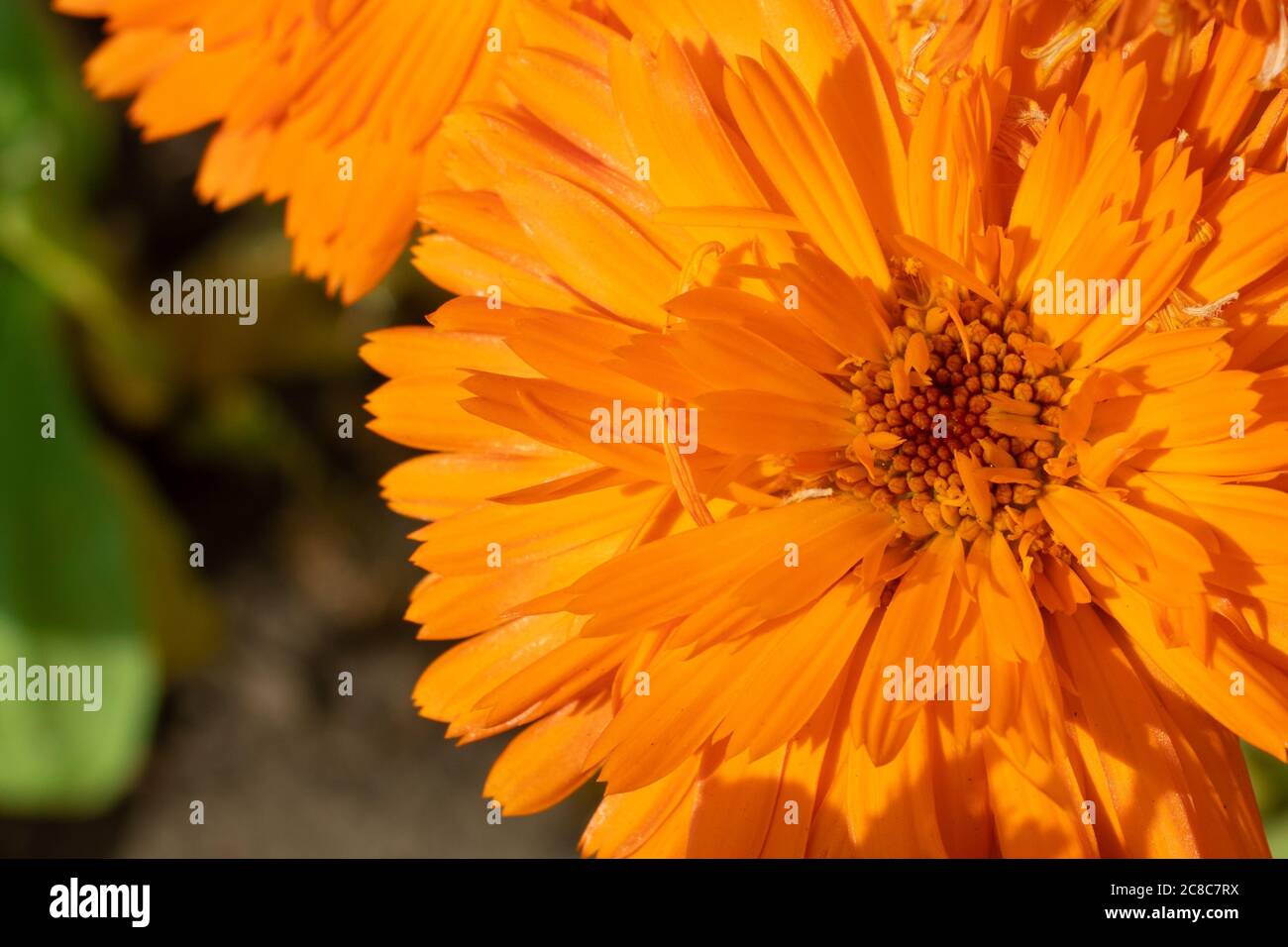 Orange yellow flower top view macro photo with copy space Stock Photo ...