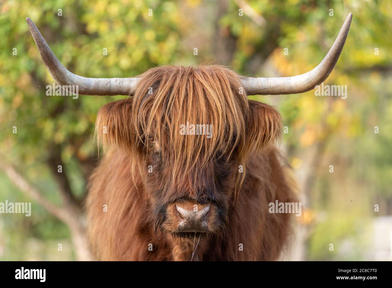 Highland cattle portrait hi-res stock photography and images - Alamy