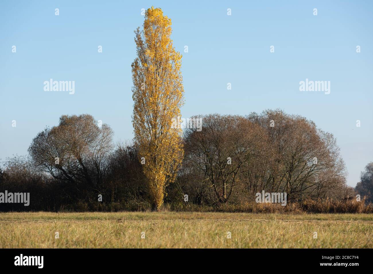 Poplar Tree with fall colours during autumn in the french countryside ...