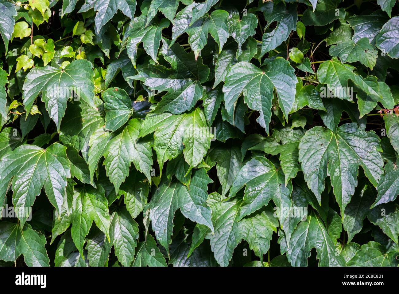Densely overgrown hi-res stock photography and images - Alamy
