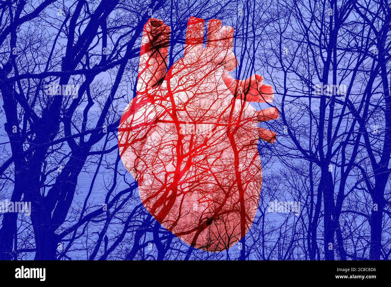 Digital art drawing of heart with vessels. 3d render, photomontage ...